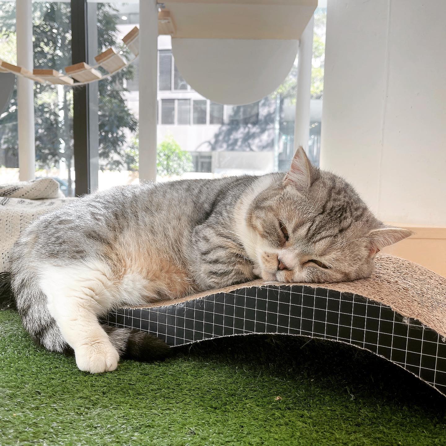 Best Cat Cafes in Sydney