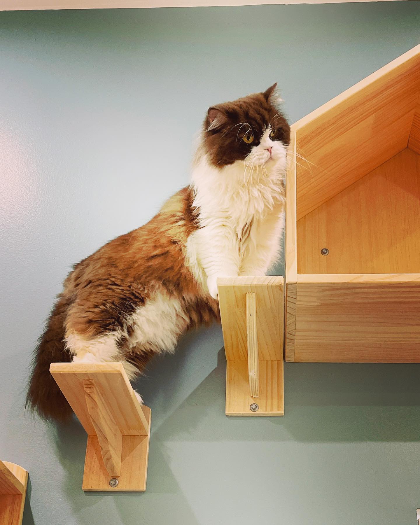 Best Cat Cafes in Sydney